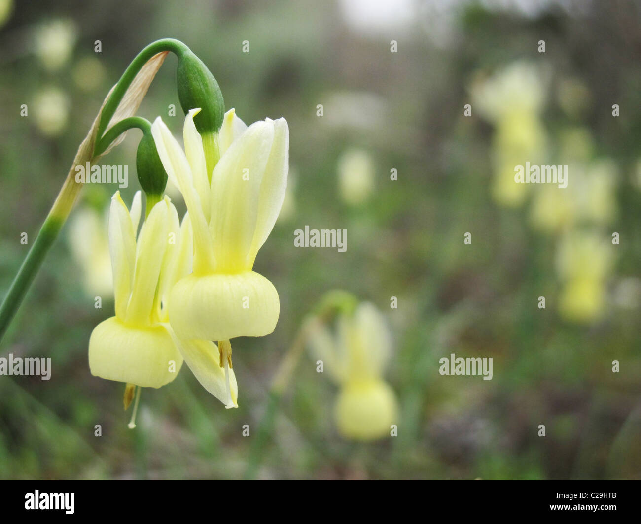 Small yellow flowers Stock Photo - Alamy