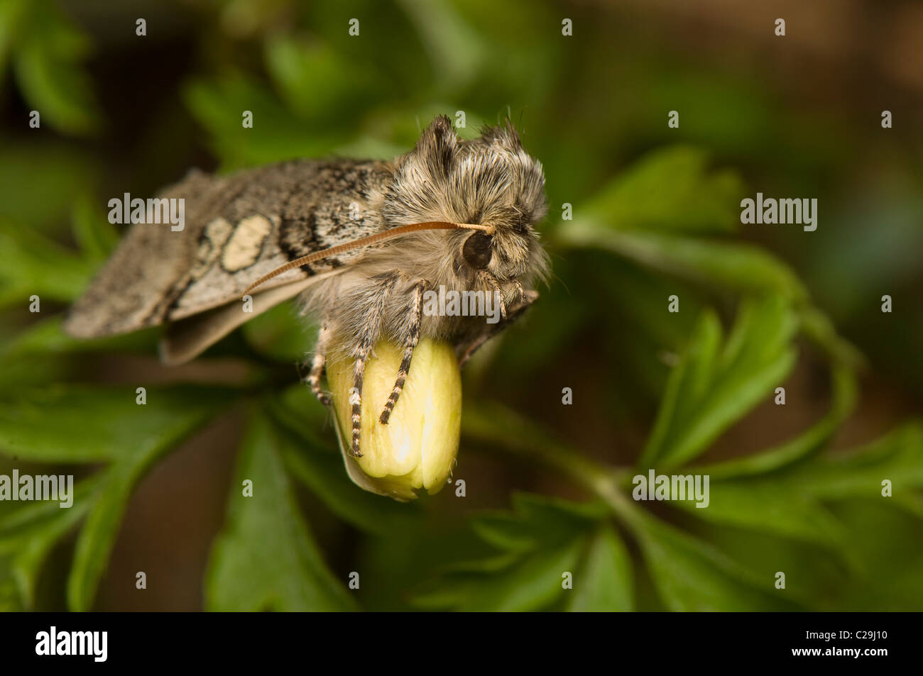 Achlya flavicornis hi-res stock photography and images - Alamy