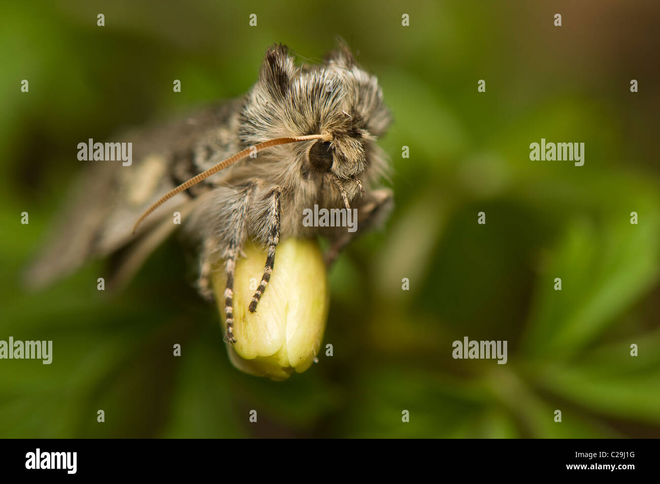 Achlya flavicornis hi-res stock photography and images - Alamy