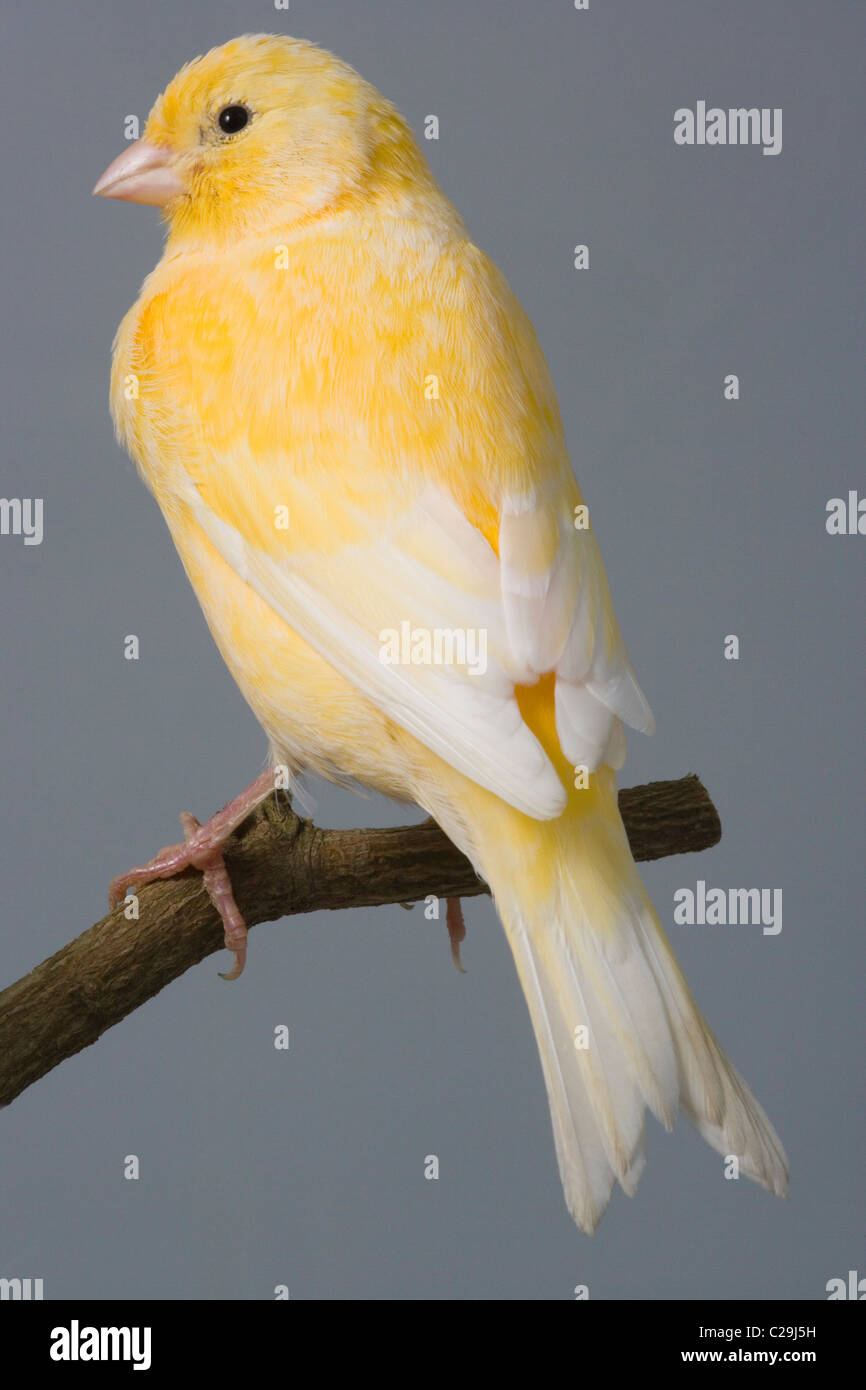 Canary (Serinus canaria). Domestic cage and aviary bird. Breed or ...