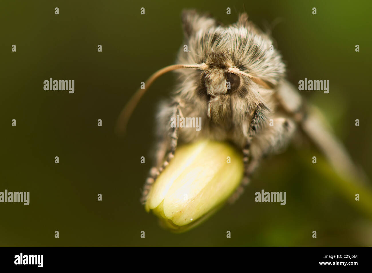 Achlya flavicornis hi-res stock photography and images - Alamy