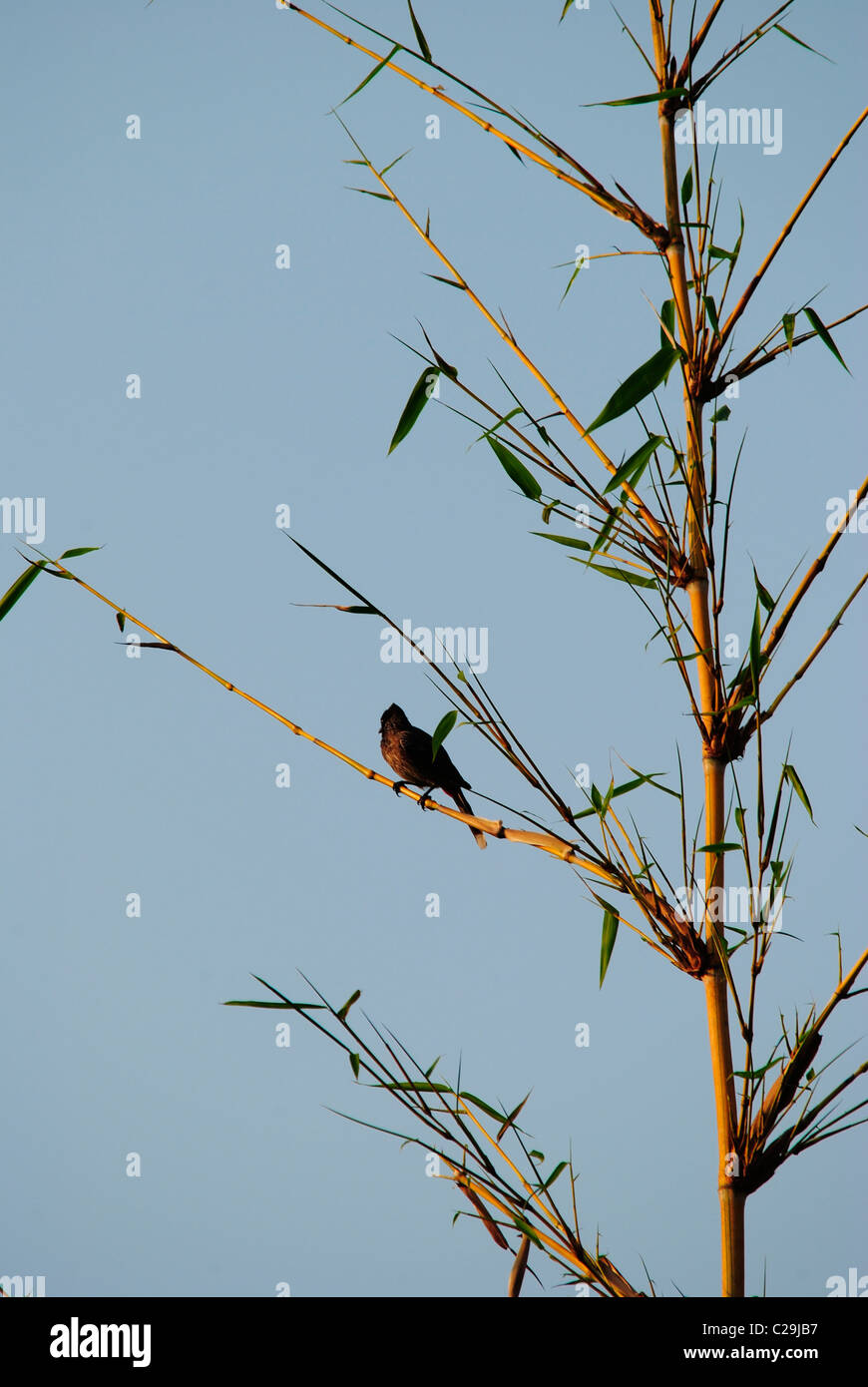bird on top of bamboo tree Stock Photo - Alamy
