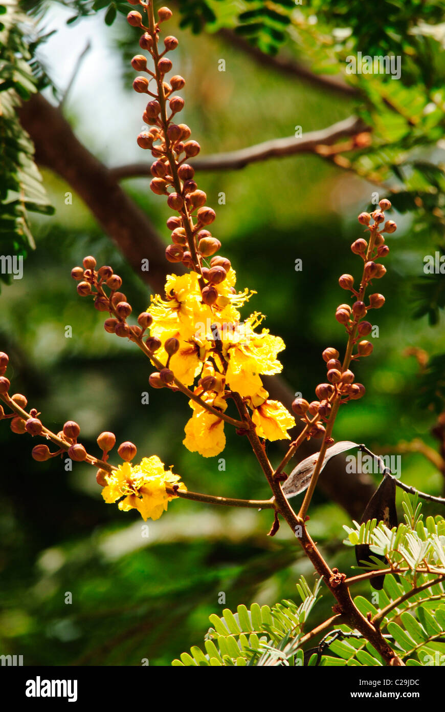 African wattle hi-res stock photography and images - Alamy