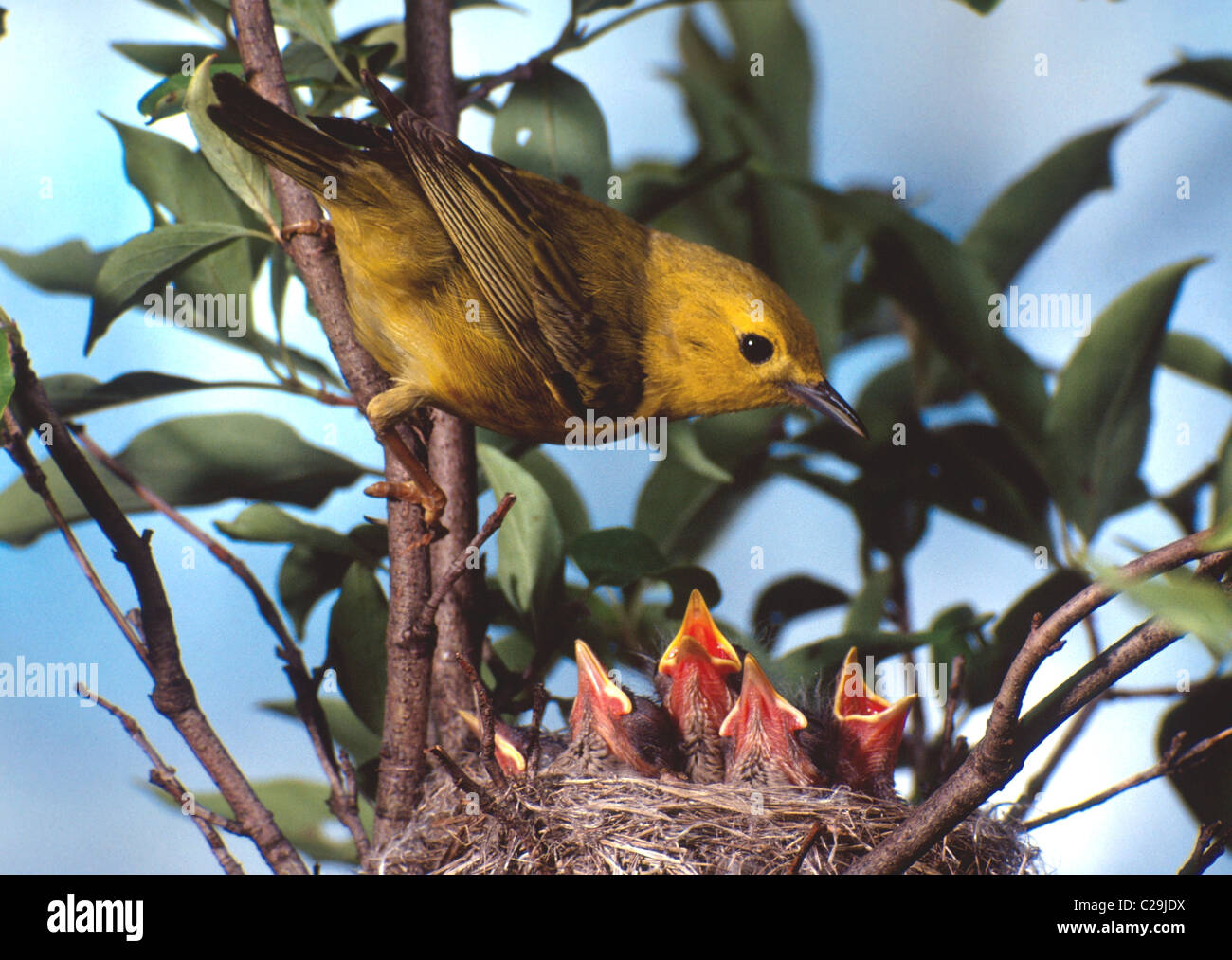 Yellow Warbler Nest Stock Photo - Alamy