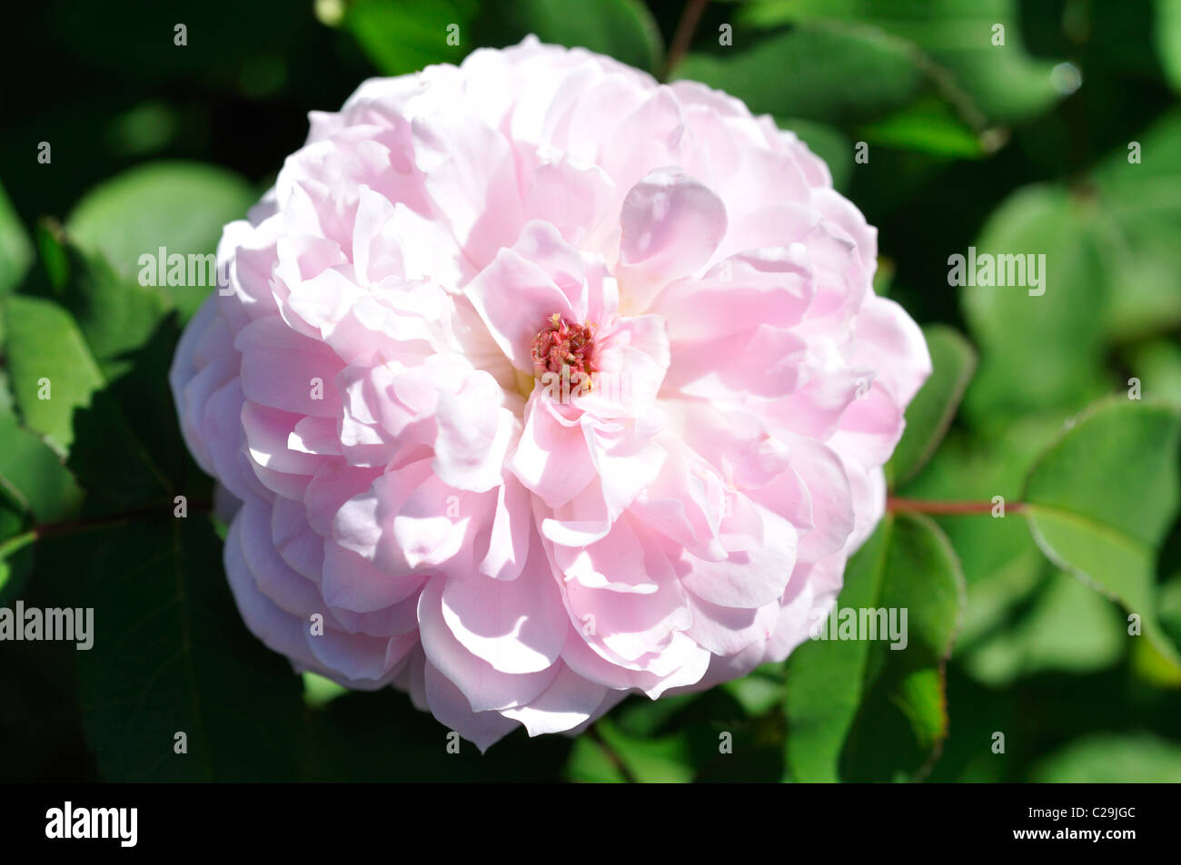 Jacques Cartier Rose High Resolution Stock Photography and Images - Alamy