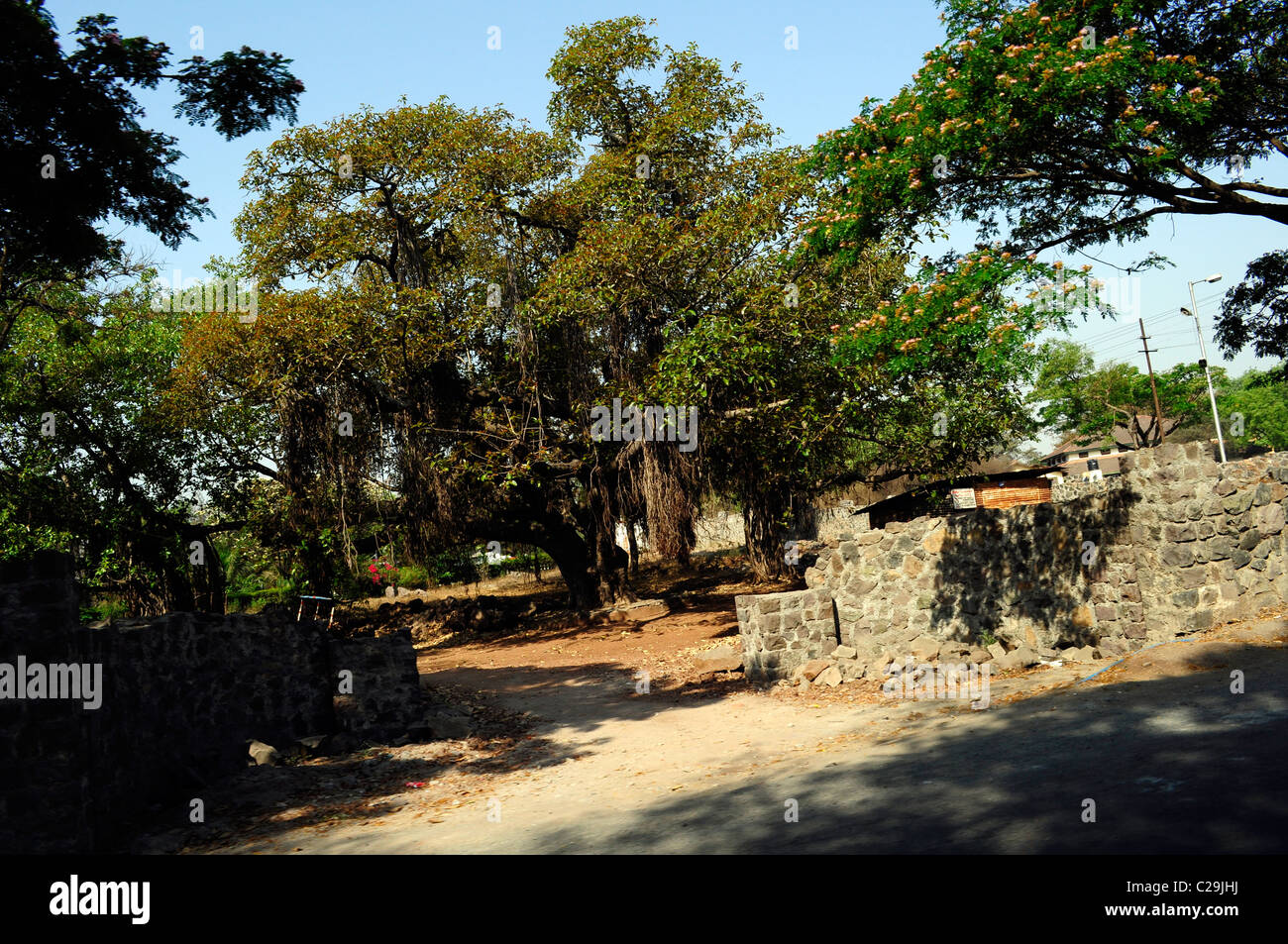 Big Banyan Tree High Resolution Stock Photography and Images - Alamy