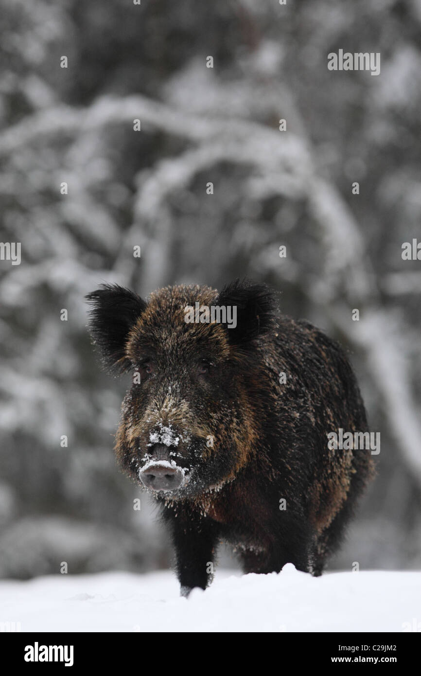 Sus hi-res stock photography and images - Alamy