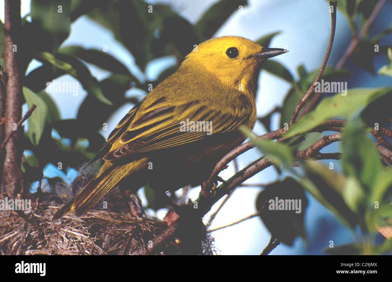 Yellow Warbler Nest Stock Photo - Alamy