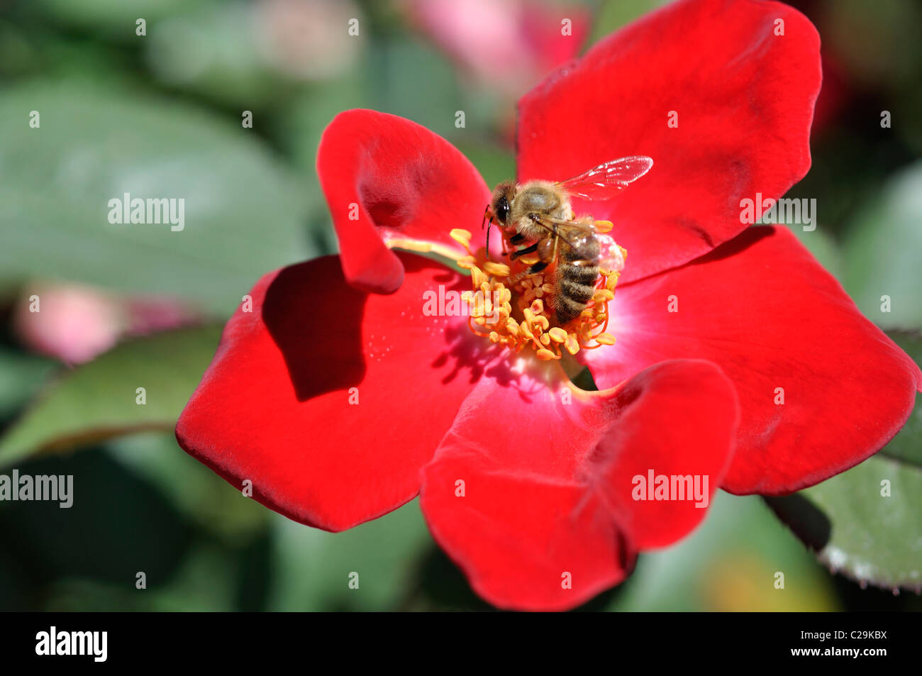 Rose and bee collecting pollen Stock Photo - Alamy