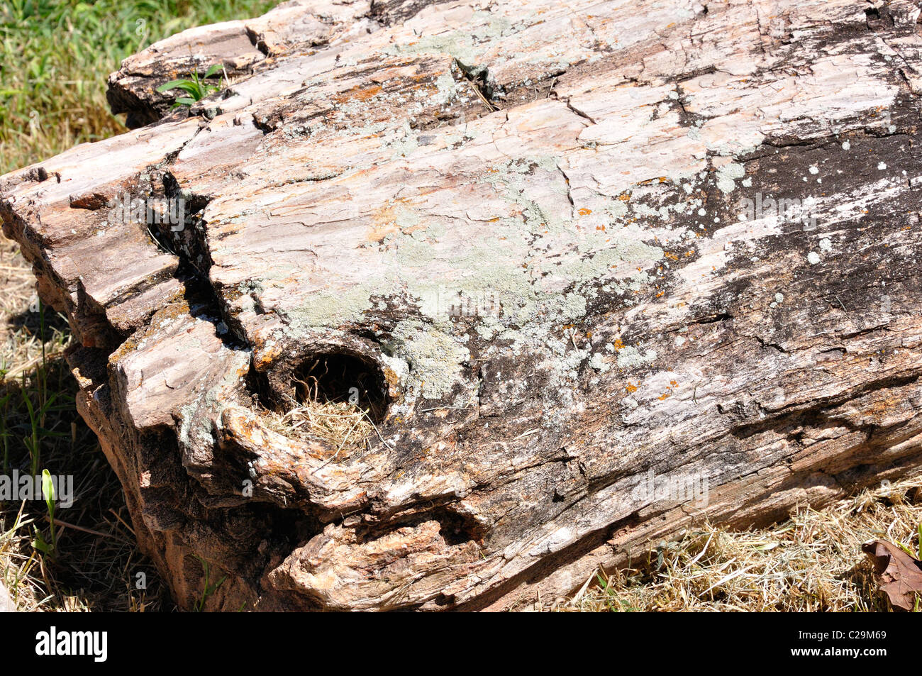 Petrified rose hi-res stock photography and images - Alamy
