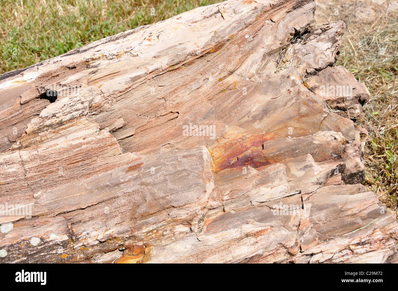 Petrified rose hi-res stock photography and images - Alamy