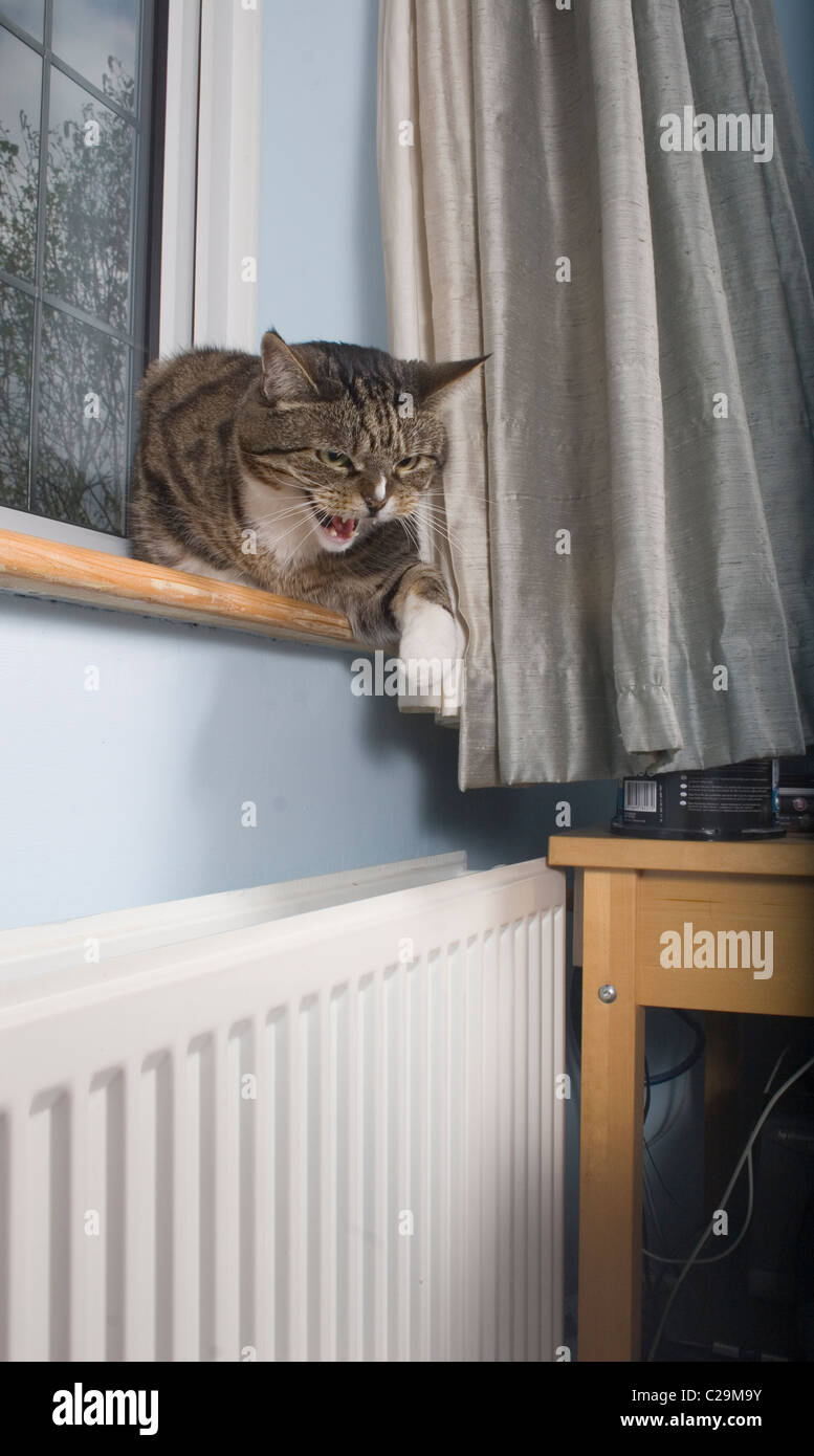 Spitting cat hi-res stock photography and images - Alamy
