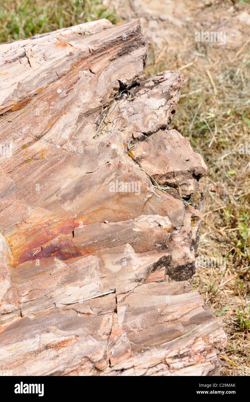 Petrified rose hi-res stock photography and images - Alamy