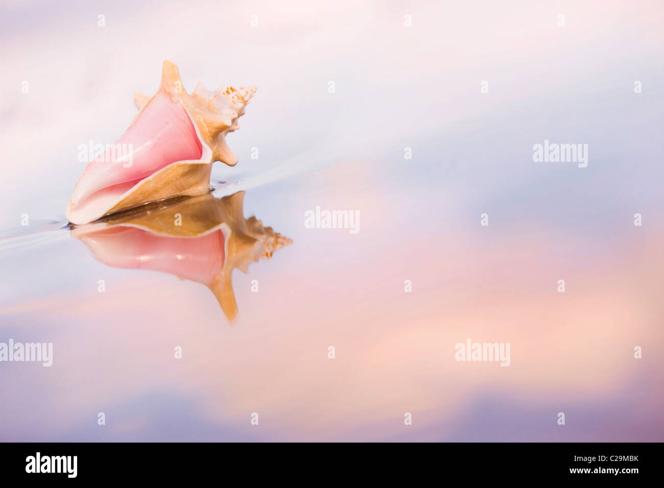 Pink conch hi-res stock photography and images - Alamy