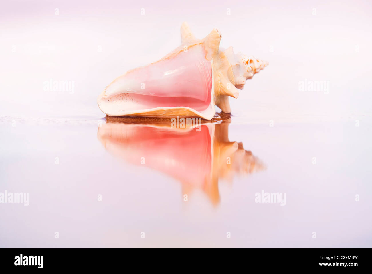 Pink conch hi-res stock photography and images - Alamy