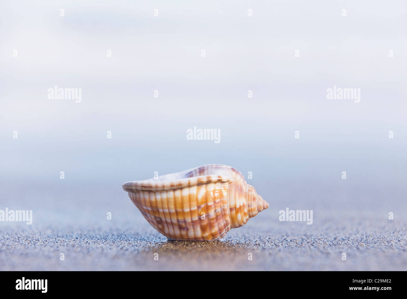 Nice seashell sitting upside down on an empty beach at dawn Stock Photo ...