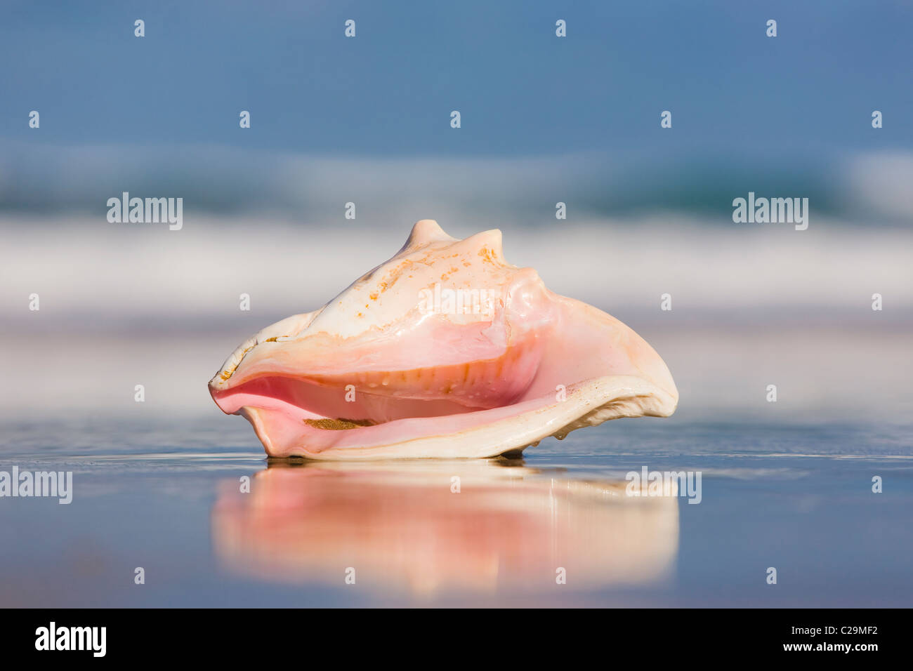 Queen conch shell hi-res stock photography and images - Alamy
