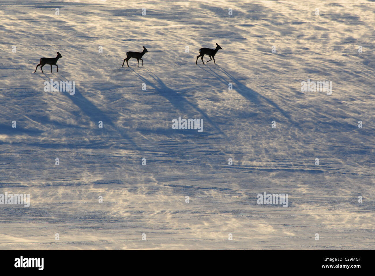 Roe Deer's (Capreolus capreolus) in freezing winter blizzard Stock ...