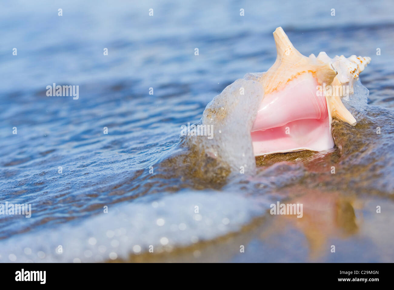 Conch shell on the beach with wave Stock Photo - Alamy