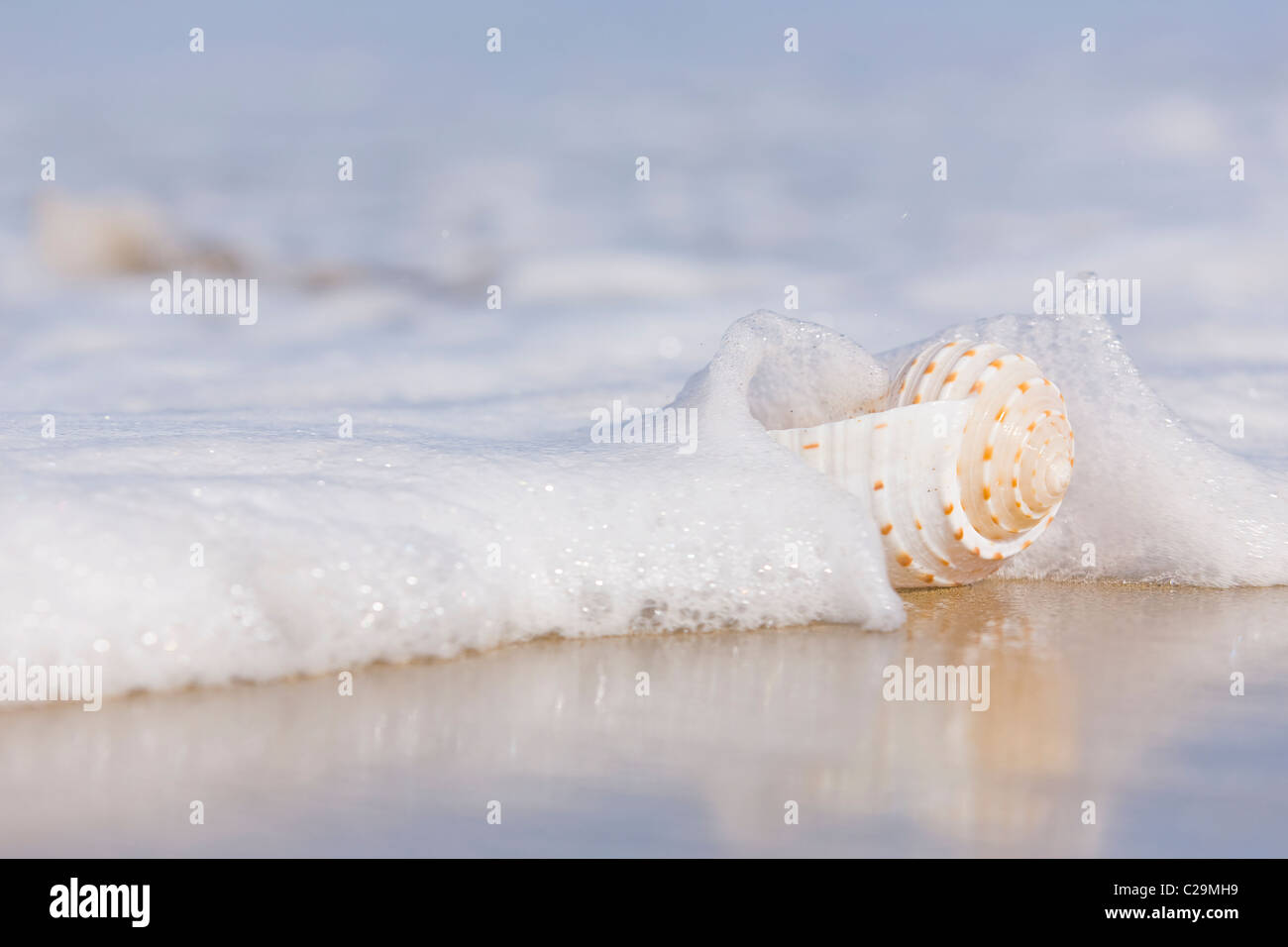 Conch shell on the beach with wave Stock Photo - Alamy