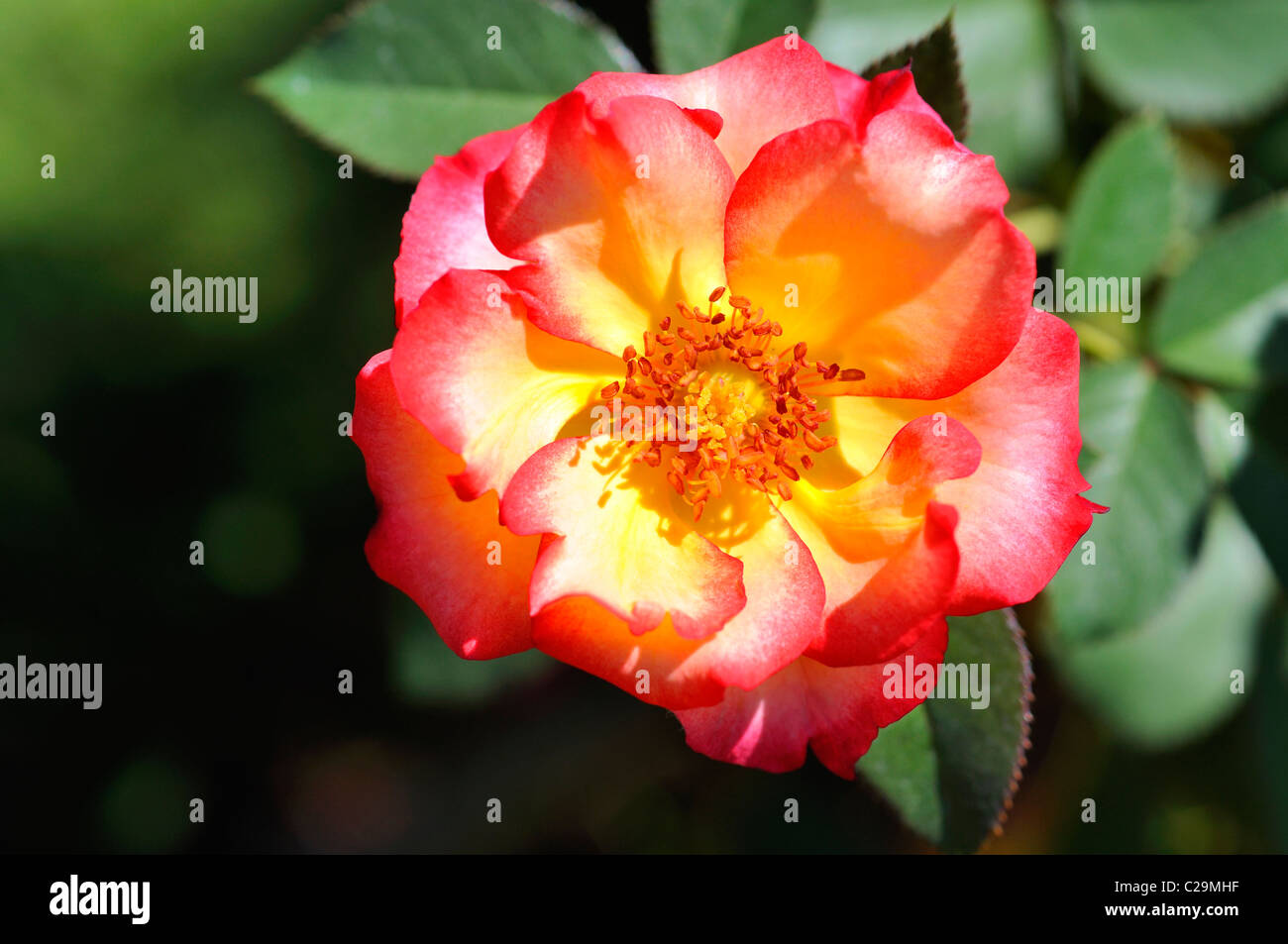 Rose betty boop hi-res stock photography and images - Alamy