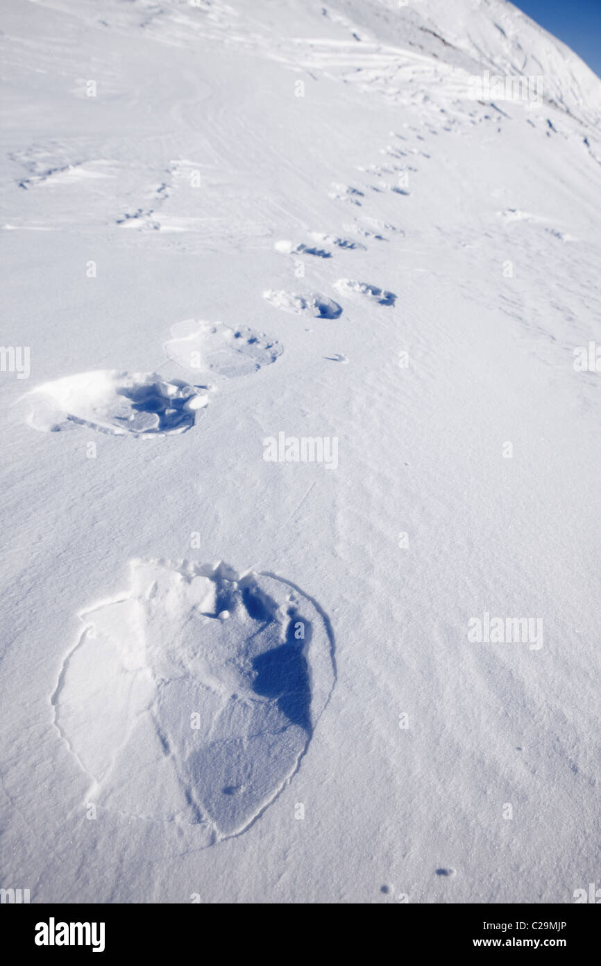 Polar bear paw print in snow hi-res stock photography and images - Alamy