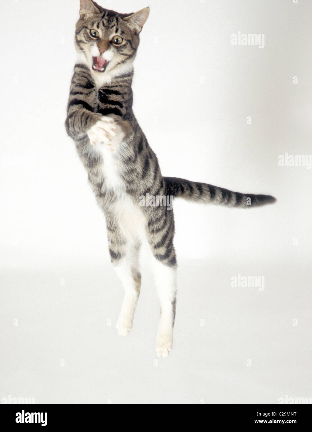 Leaping cat hi-res stock photography and images - Alamy
