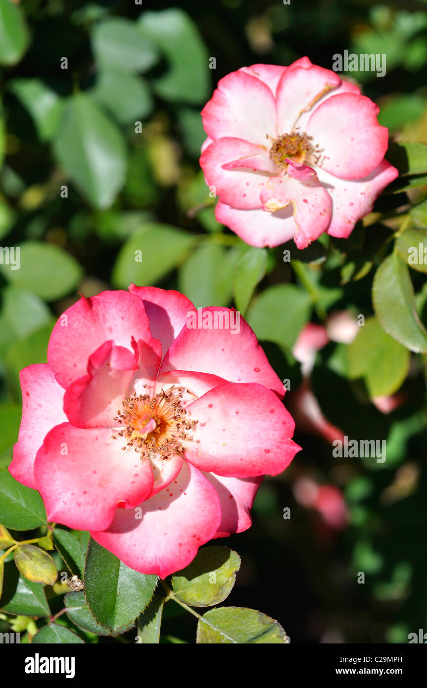 Rose betty boop hi-res stock photography and images - Alamy