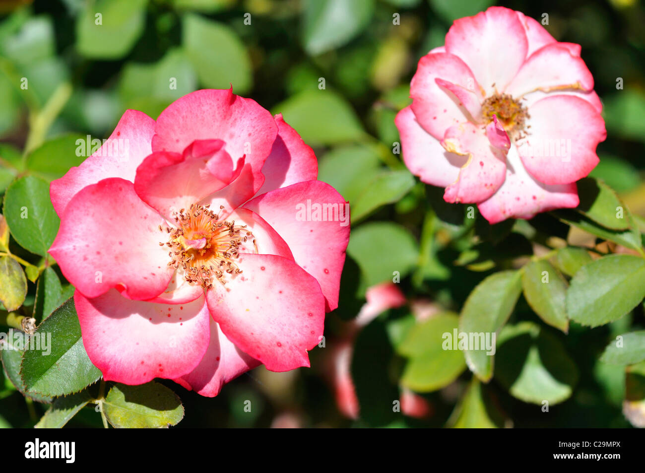 Rose betty boop hi-res stock photography and images - Alamy