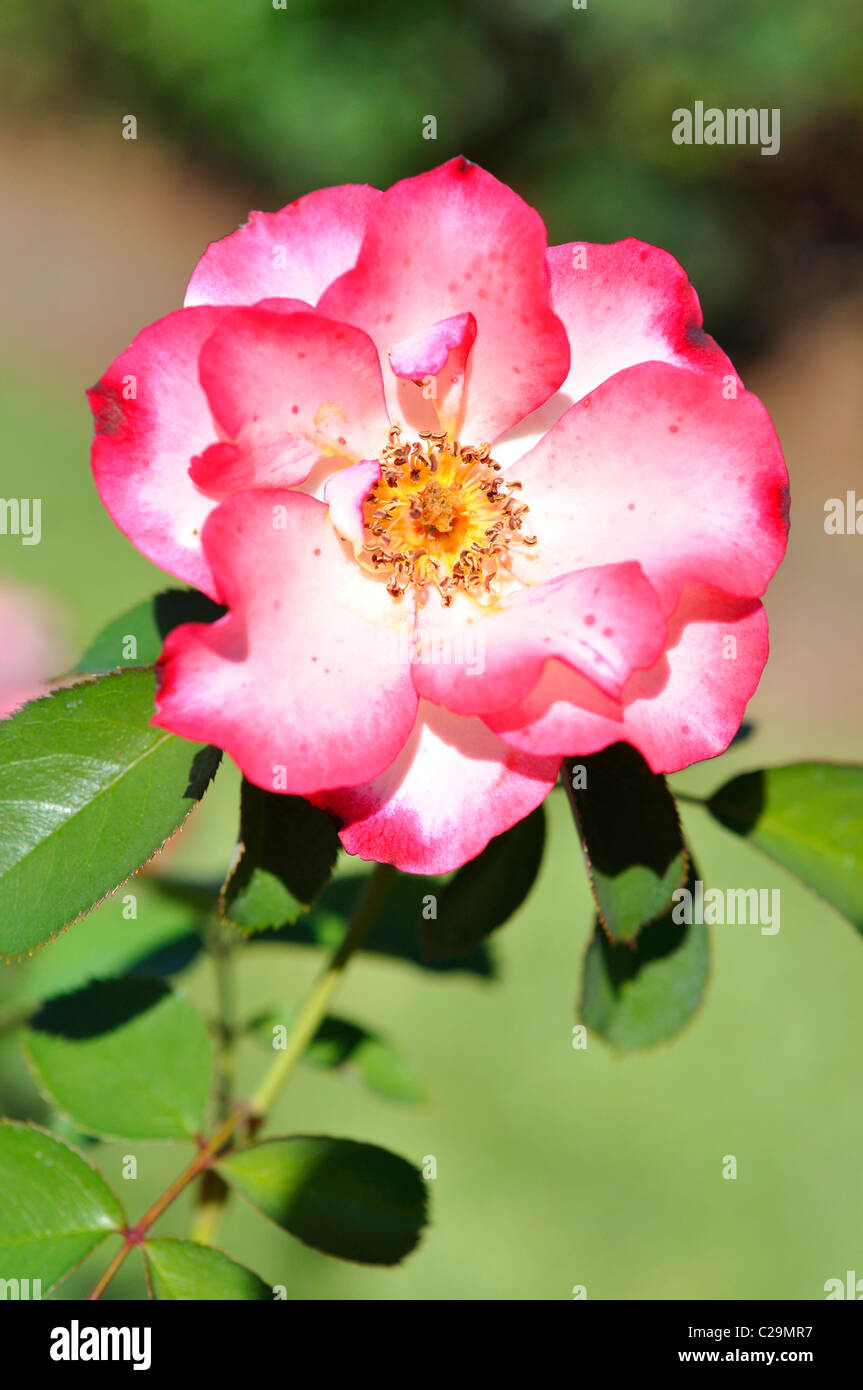 Rose betty boop hi-res stock photography and images - Alamy