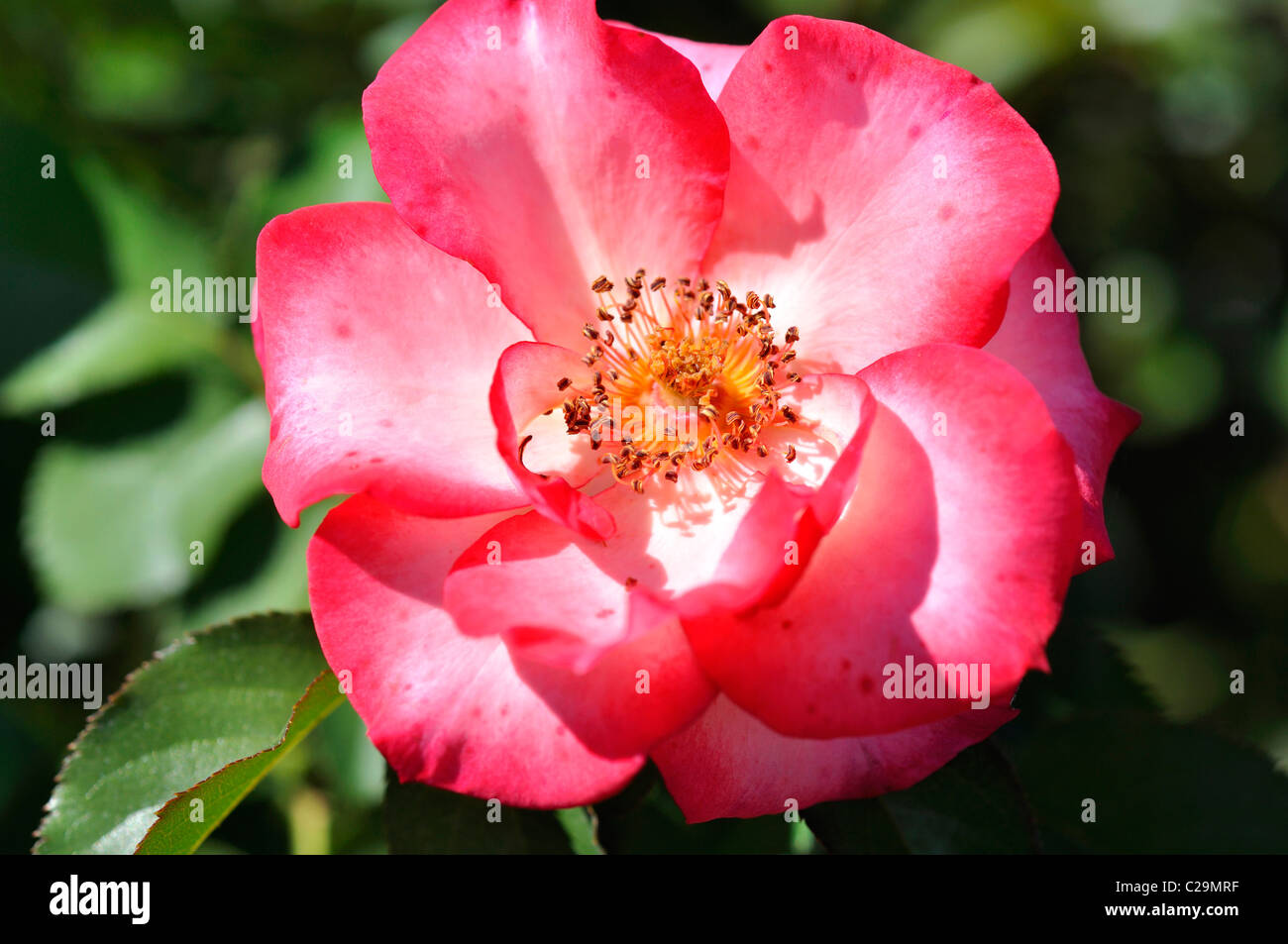 Rose betty boop hi-res stock photography and images - Alamy