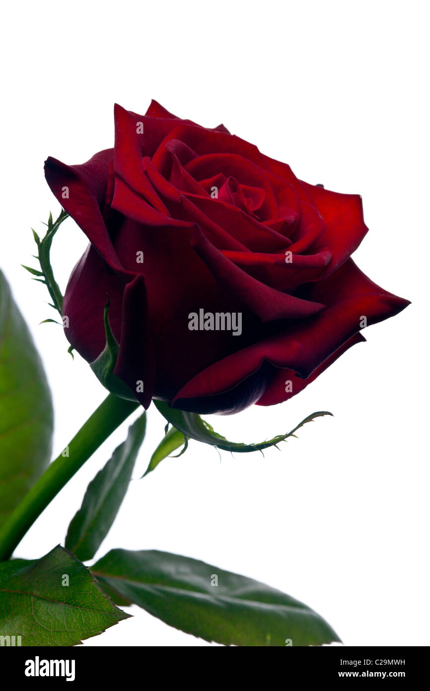Full view above the head of a rose Stock Photo - Alamy