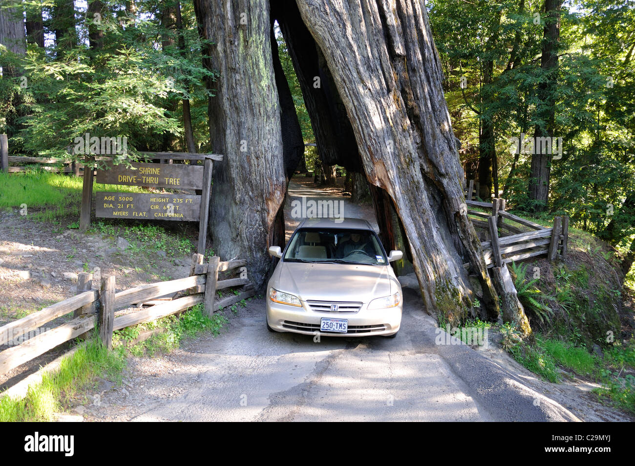 Drive thru tree hi-res stock photography and images - Alamy