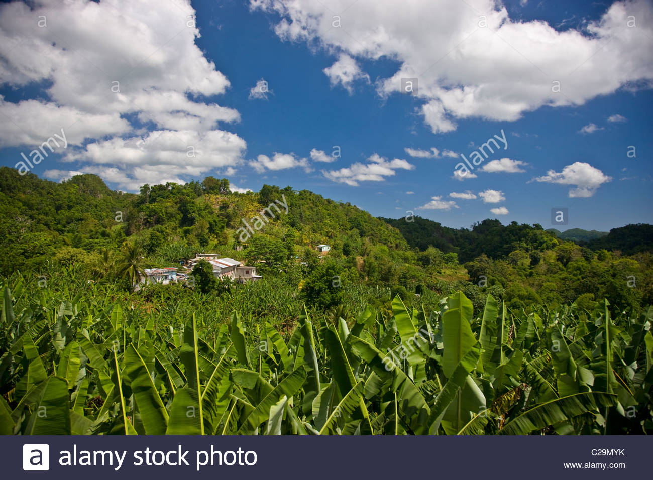 Cockpit Country, Jamaica Stock Photos & Cockpit Country, Jamaica Stock ...