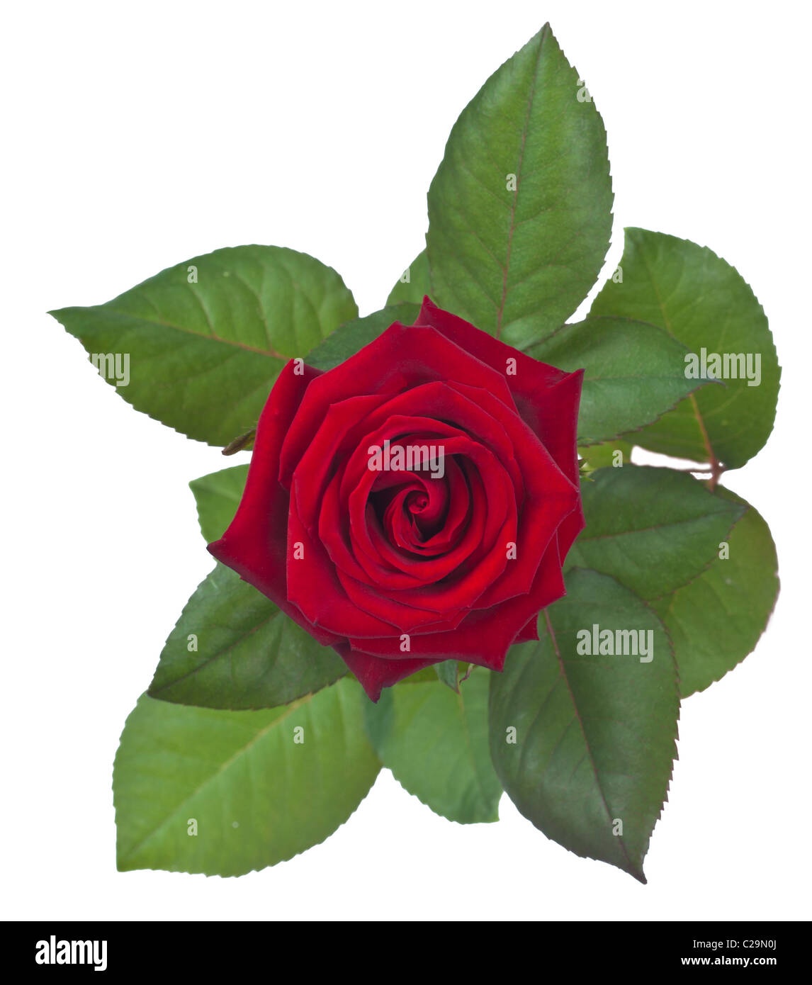 Rose flower closeup view Cut Out Stock Images & Pictures - Alamy