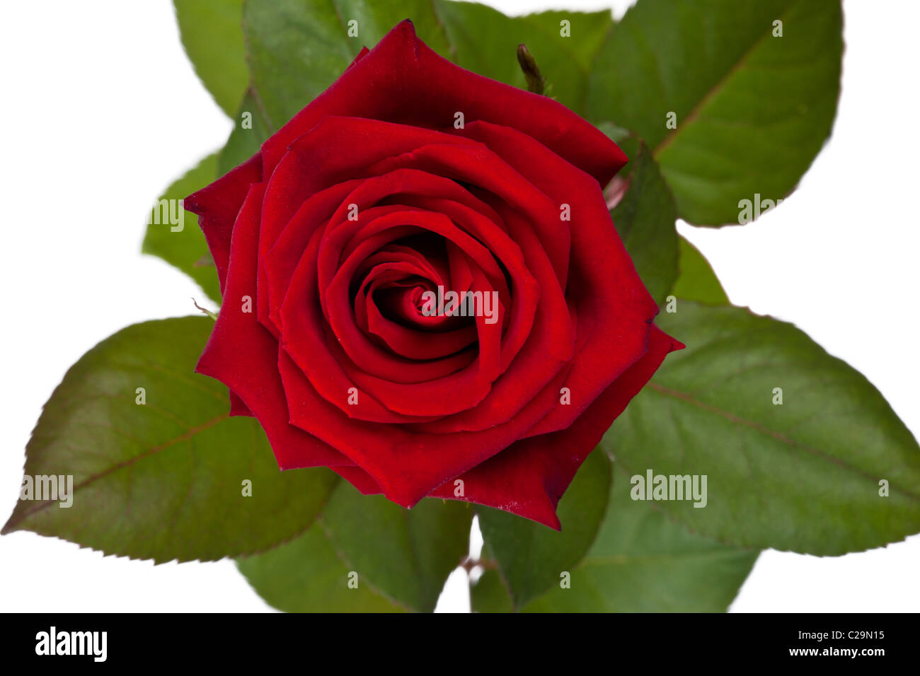 Full view above the head of a rose Stock Photo - Alamy