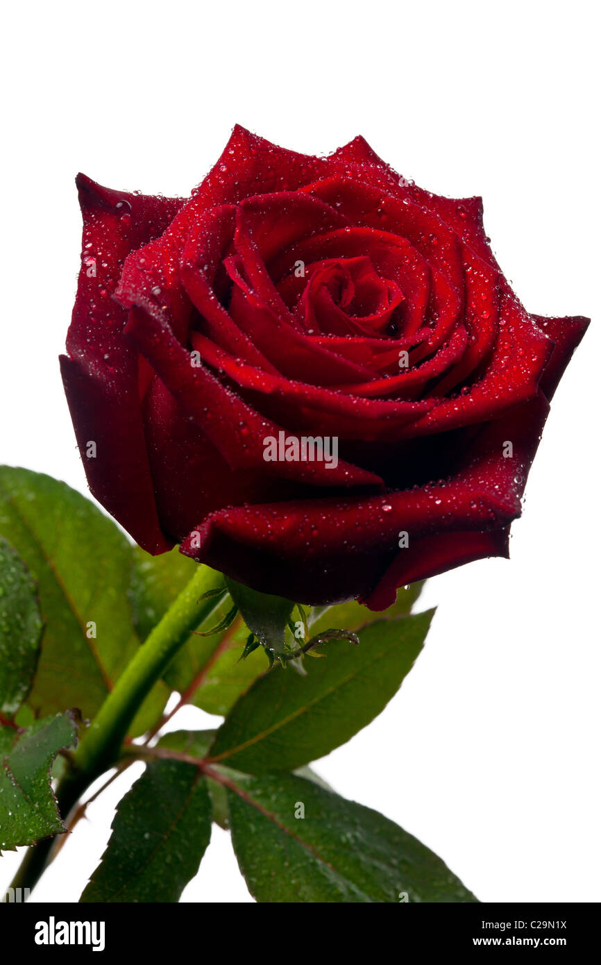 Full view above the head of a rose Stock Photo - Alamy