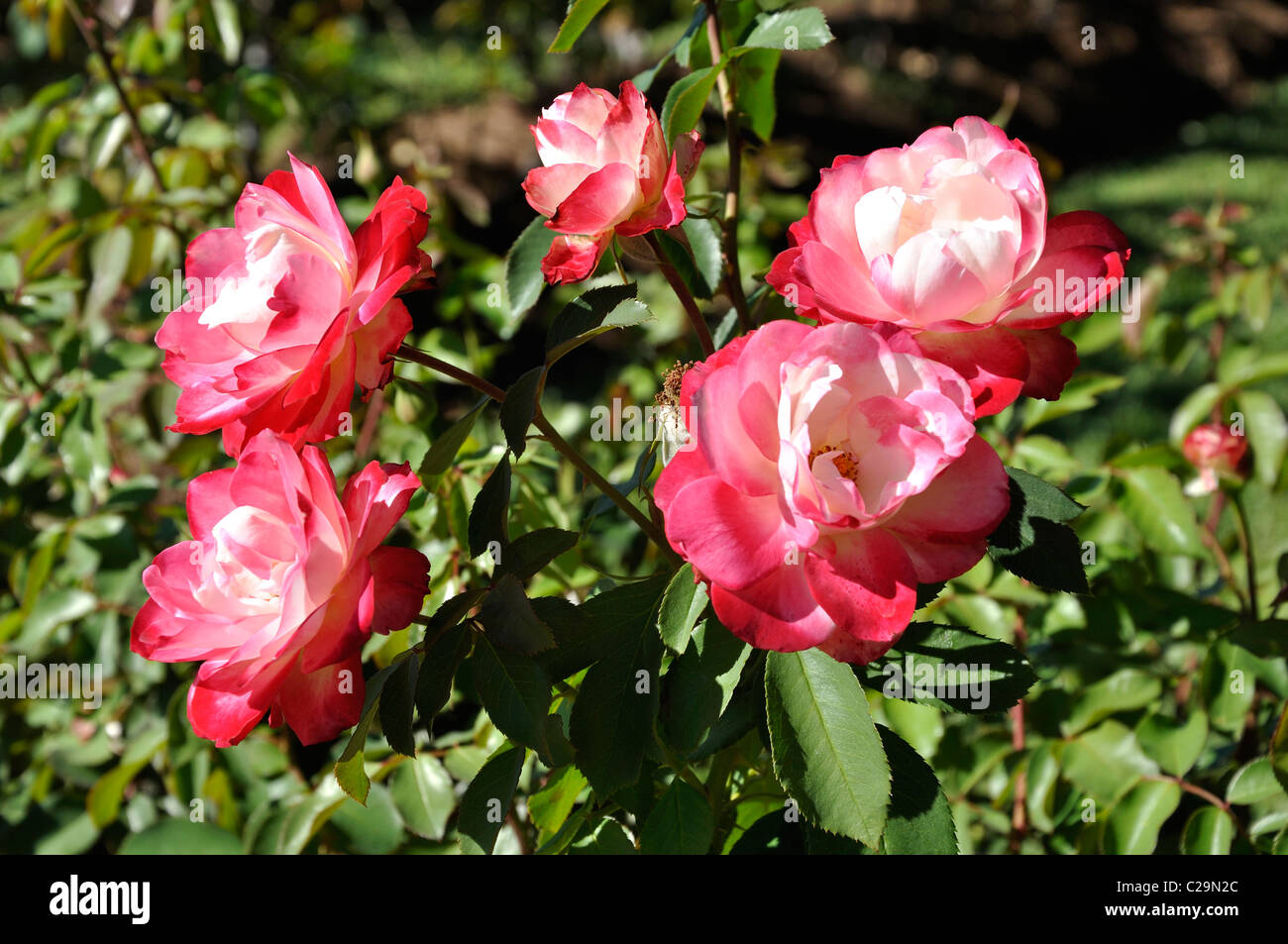 Cherry parfait rose hi-res stock photography and images - Alamy