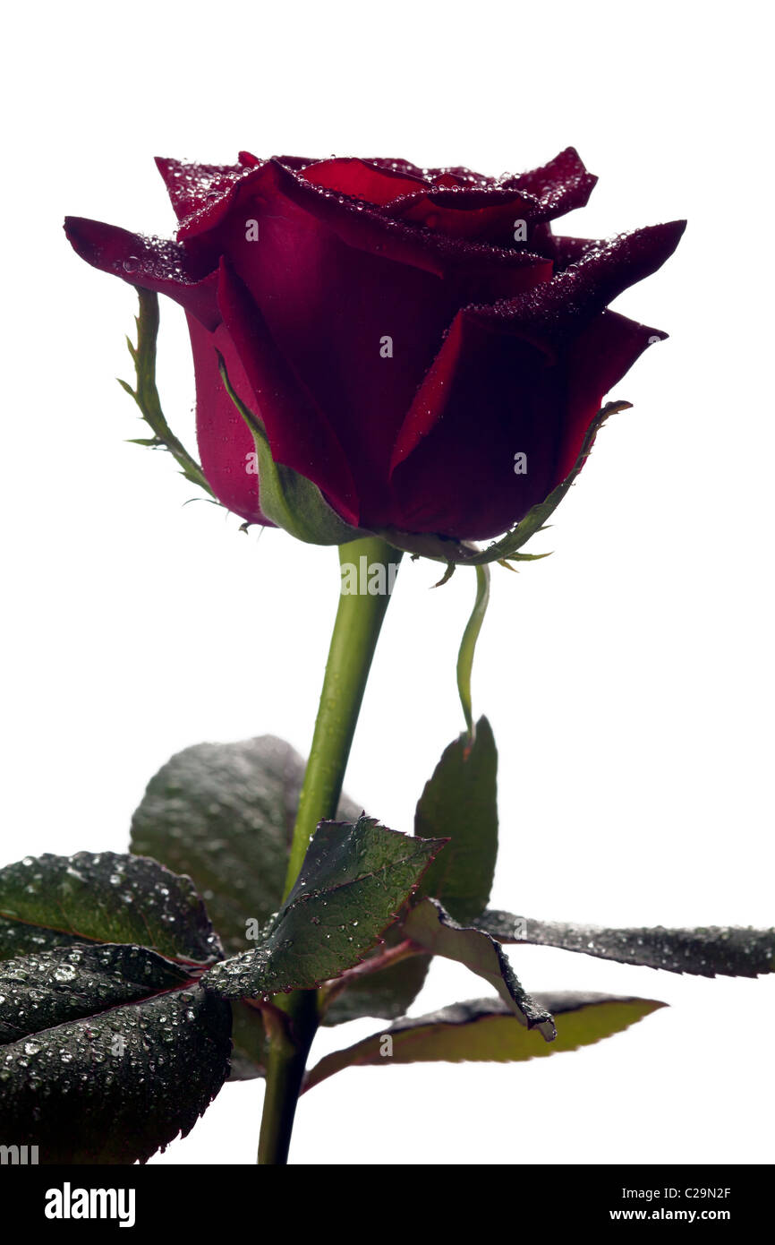 A single rose on white background Stock Photo - Alamy