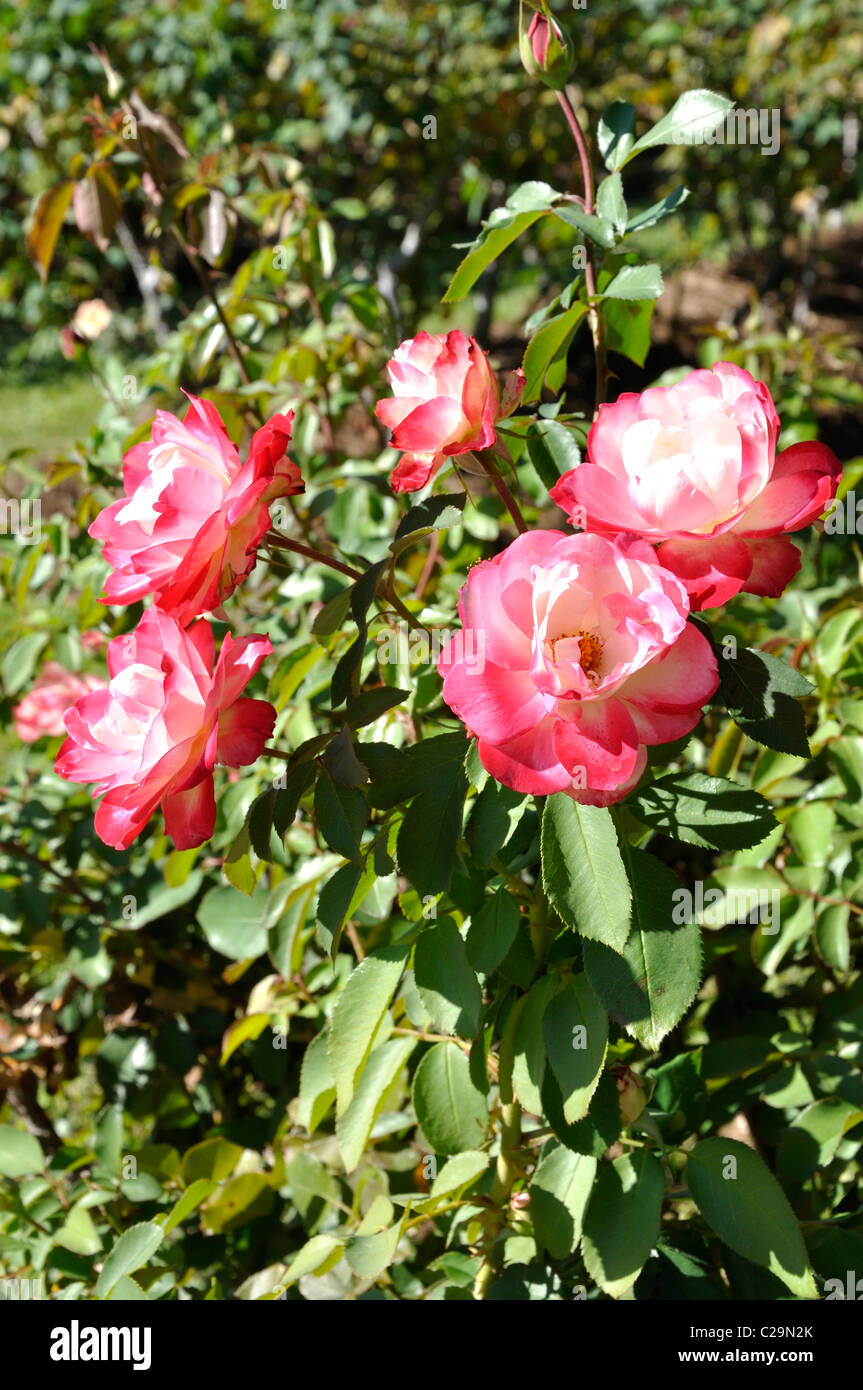 Cherry parfait rose hi-res stock photography and images - Alamy