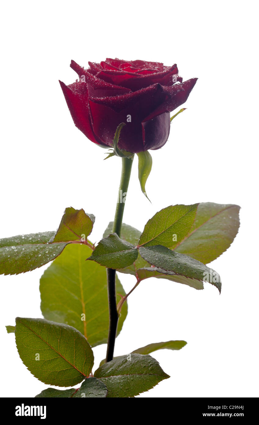A single rose on white background Stock Photo - Alamy