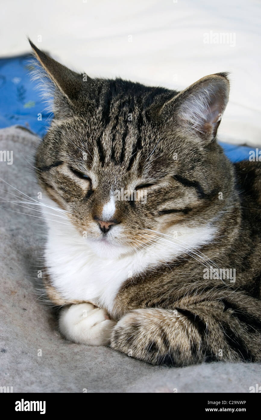 adult tabby cat sleeping Stock Photo - Alamy