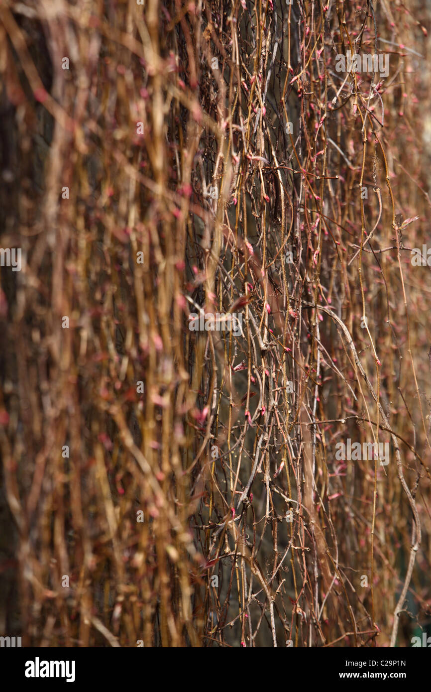 Tangled bush hi-res stock photography and images - Alamy