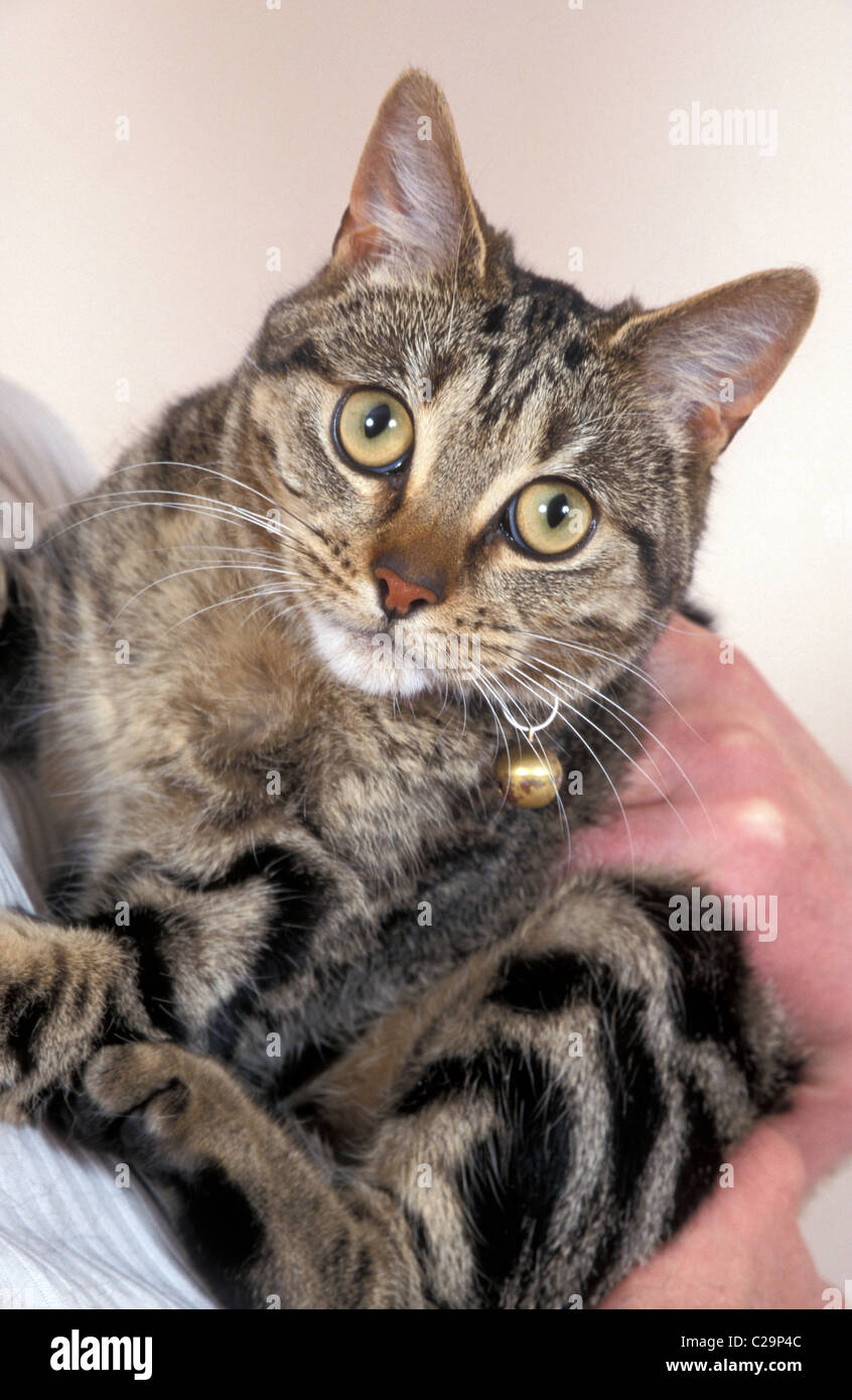 Moggie cat hi-res stock photography and images - Alamy