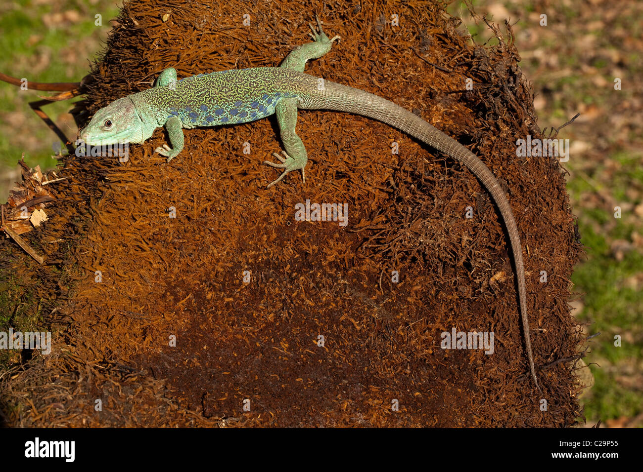 European Eyed or Ocellated Lizard Timon (Lacerta) lepidus. Largest and ...