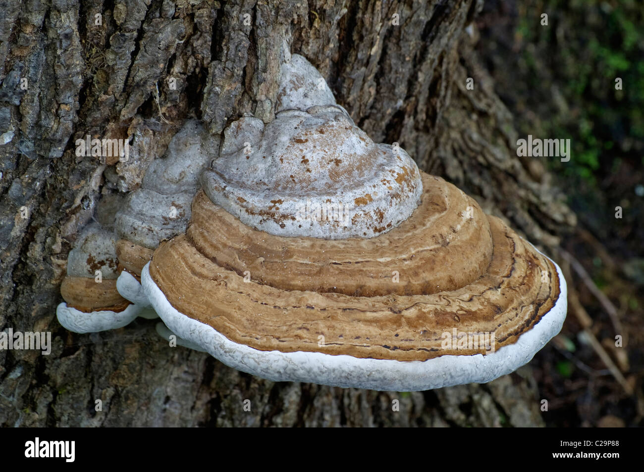 Artist's Conk fungus (Ganoderma applanatum Stock Photo - Alamy