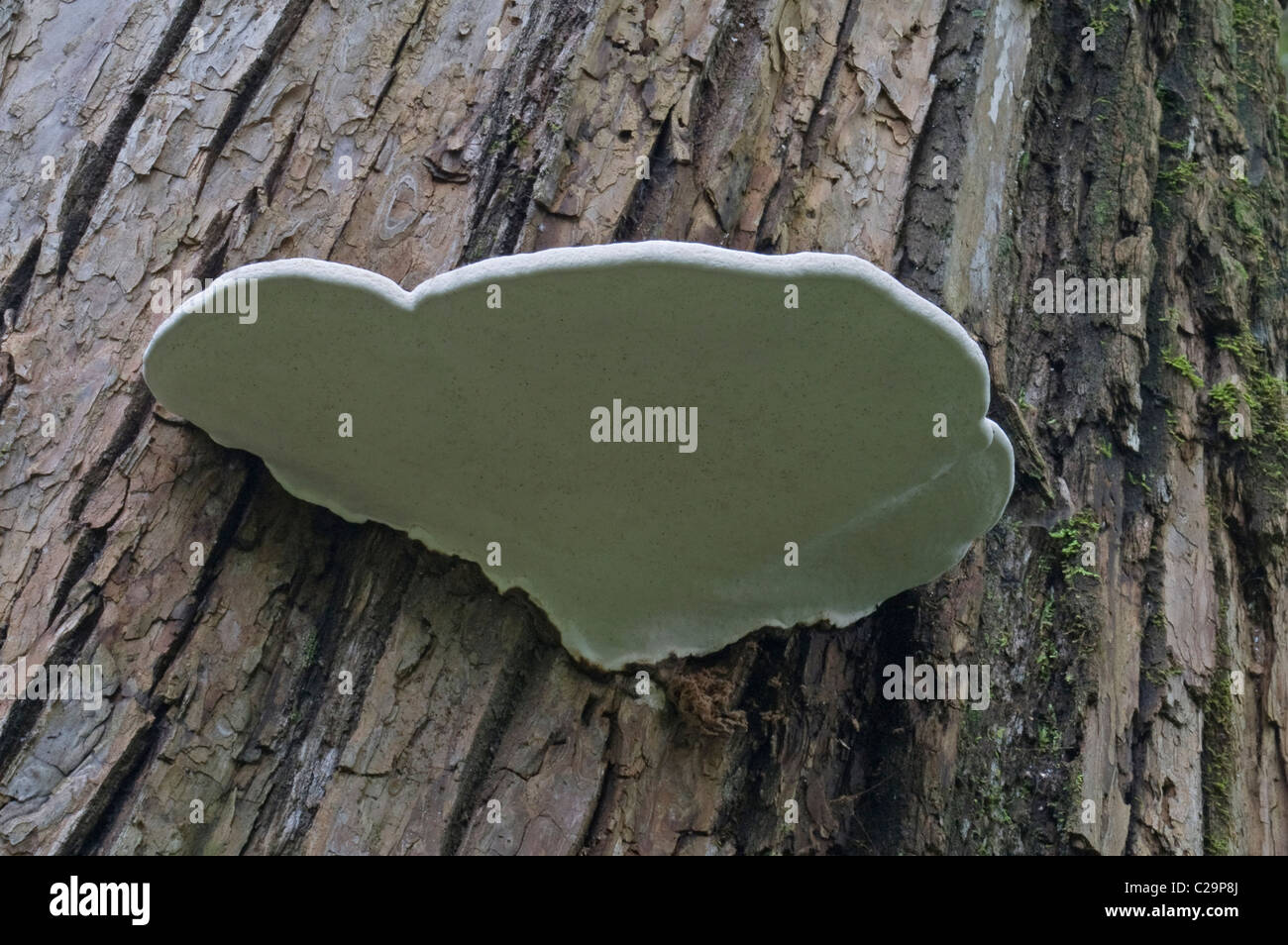 Artist's Conk fungus (Ganoderma applanatum Stock Photo - Alamy