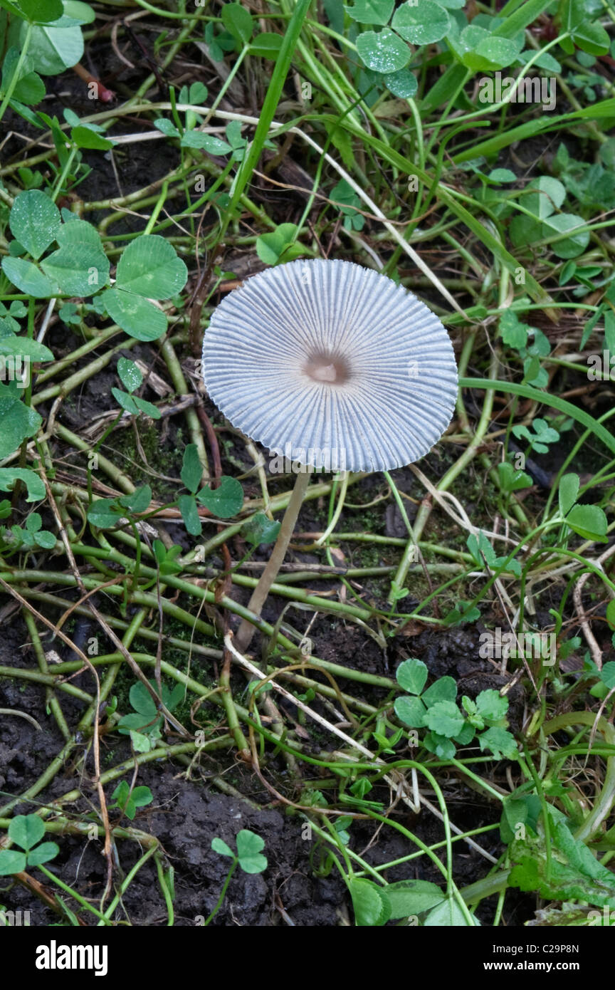 Pleated Ink-cap (Parasola plicatilis Stock Photo - Alamy