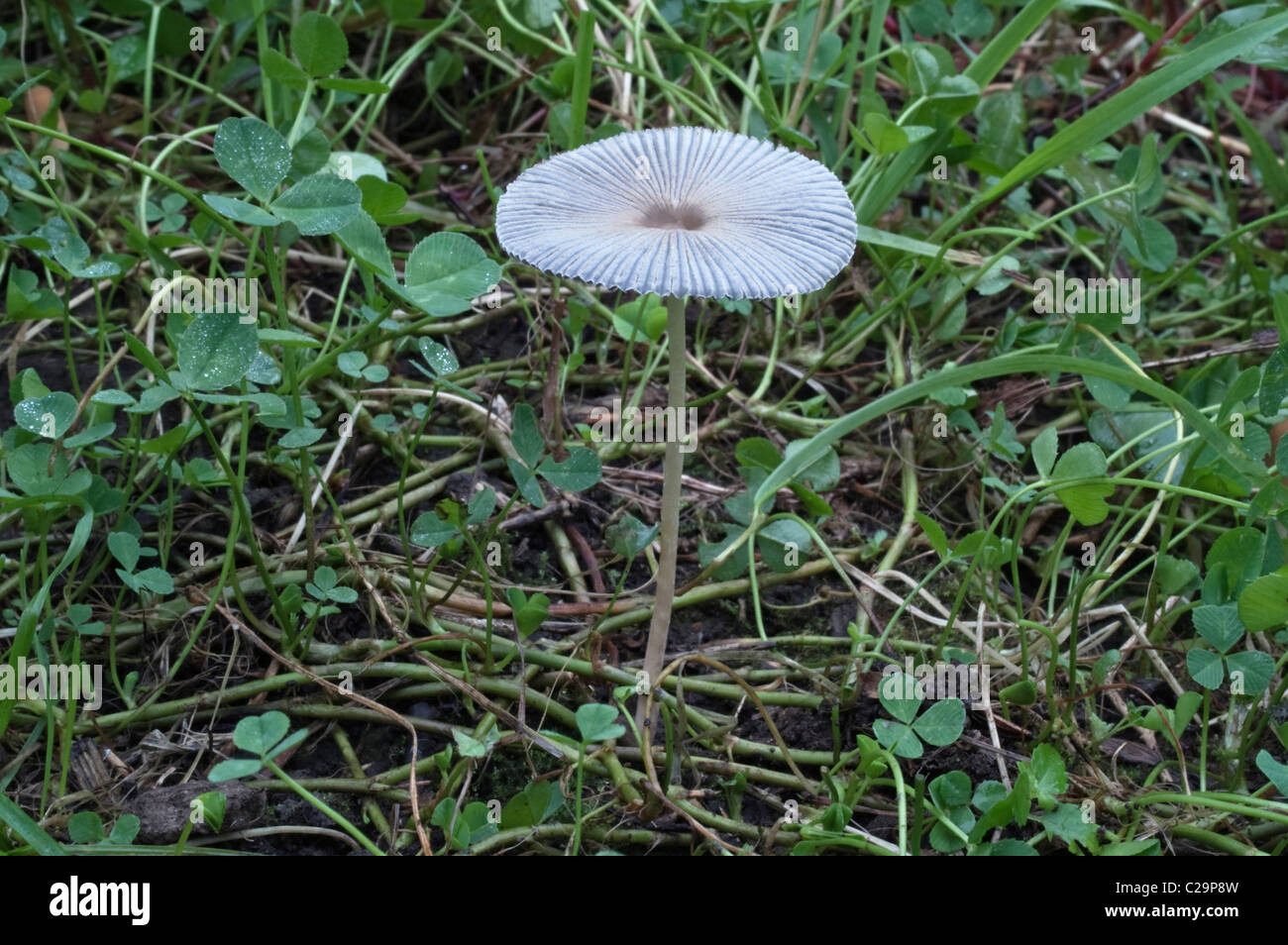 Pleated Ink-cap (Parasola plicatilis Stock Photo - Alamy