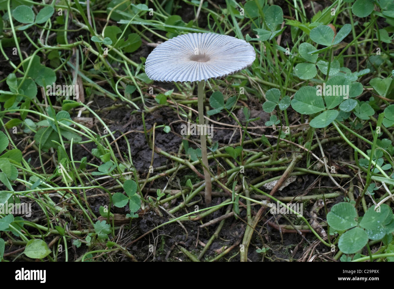 Pleated Ink-cap (Parasola plicatilis Stock Photo - Alamy